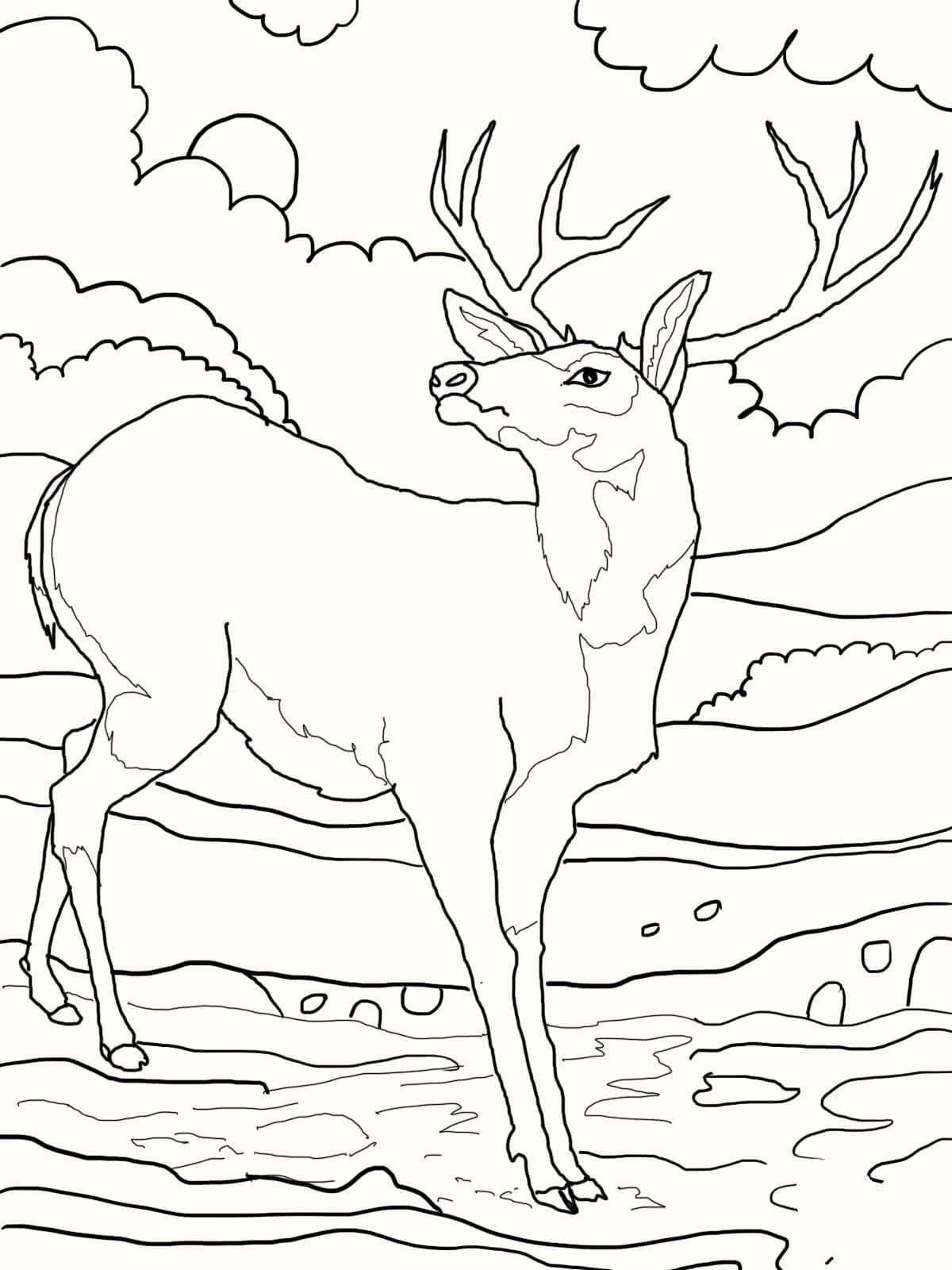 Deer Coloring Pages For Your Little Ones Coloring Pages Deer Coloring Pages For Your Little Ones Coloring Pages