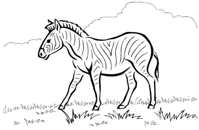 Zebra Stripes Coloring Page - Coloring Pages