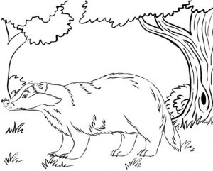Forest Animal Badger Coloring Page
